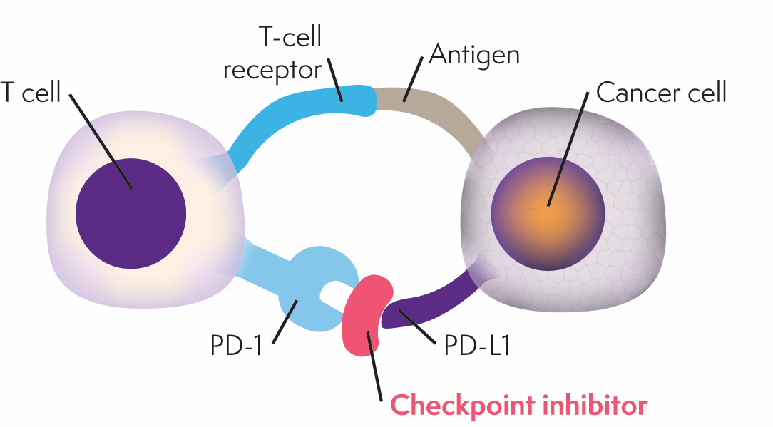 Checkpoint inhibitors - Lymphoma Australia Checkpoint inhibitors - Lymphoma Australia