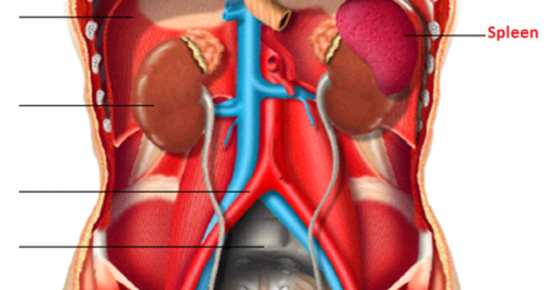 Splenectomy - Lymphoma Australia