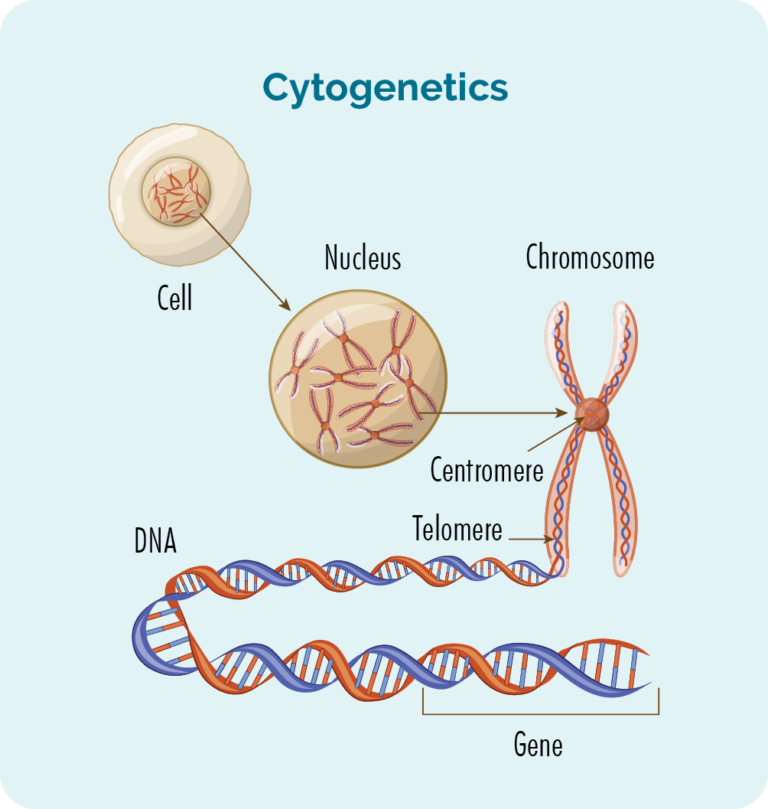 Burkitt Lymphoma - Lymphoma Australia